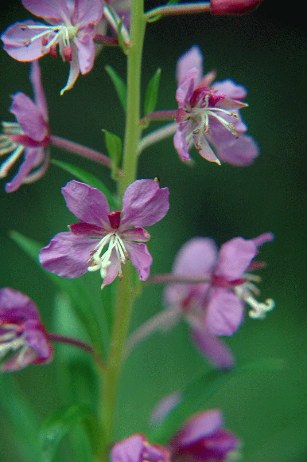 Wild Mountain Fireweed - Willmore Wilderness Foundation