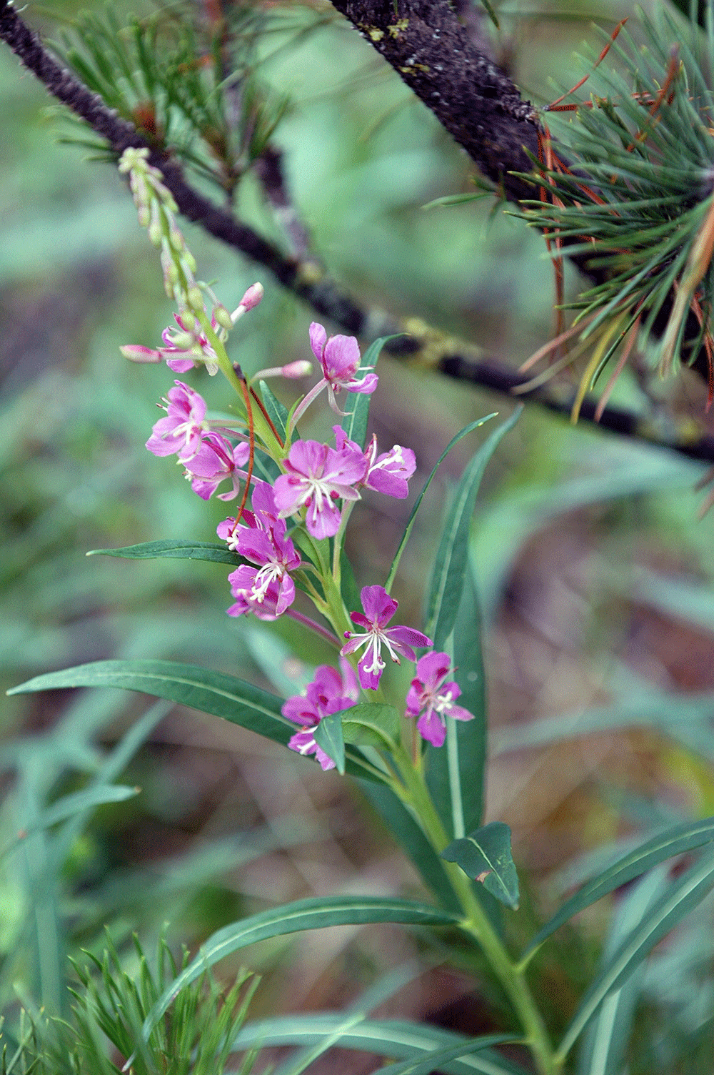 Wild Mountain Fireweed - Willmore Wilderness Foundation